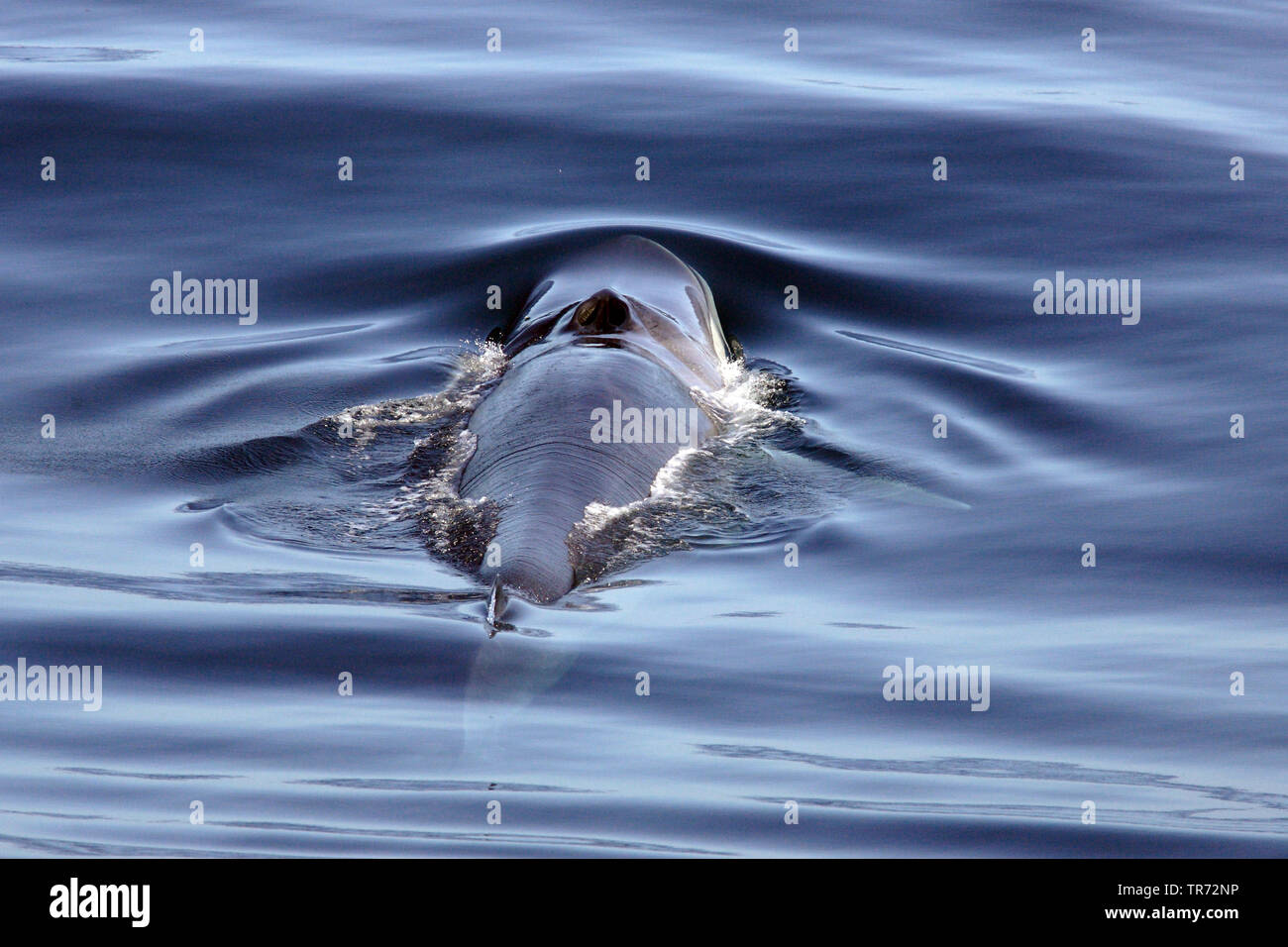 fin whale, common rorqual (Balaenoptera physalus), swimming, Spain, Bay ...