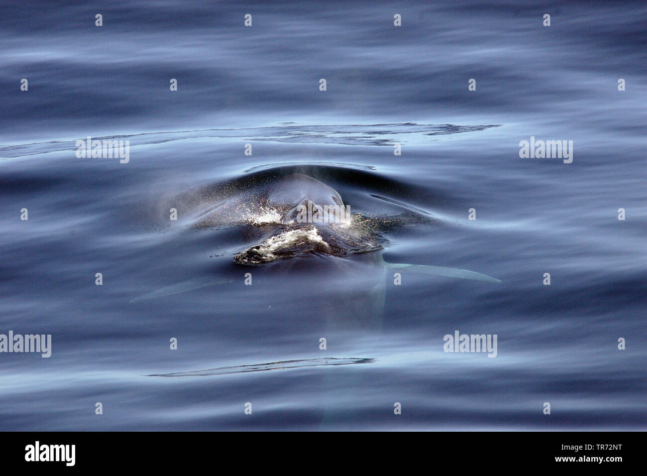 fin whale, common rorqual (Balaenoptera physalus), swimming, Spain, Bay ...