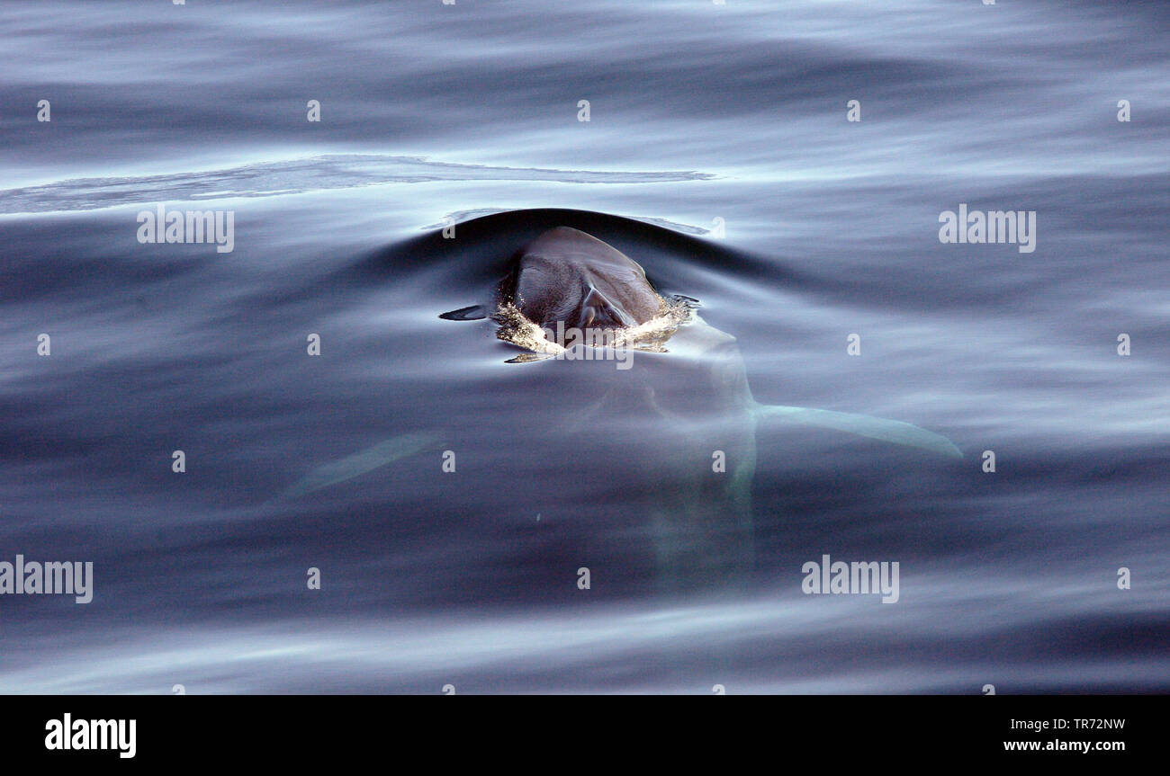 fin whale, common rorqual (Balaenoptera physalus), swimming, Spain, Bay ...