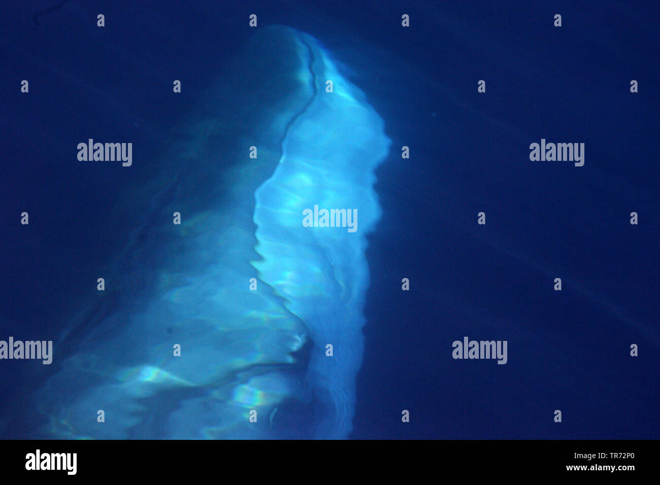 fin whale, common rorqual (Balaenoptera physalus), under water, Spain ...