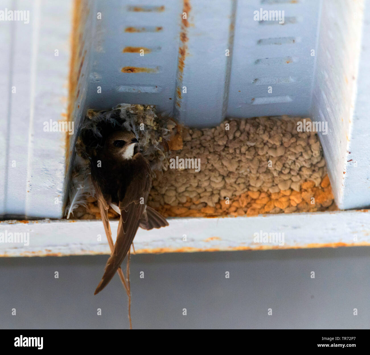House swift (Apus affinis), at the breeding place, Spain, Andalusia ...