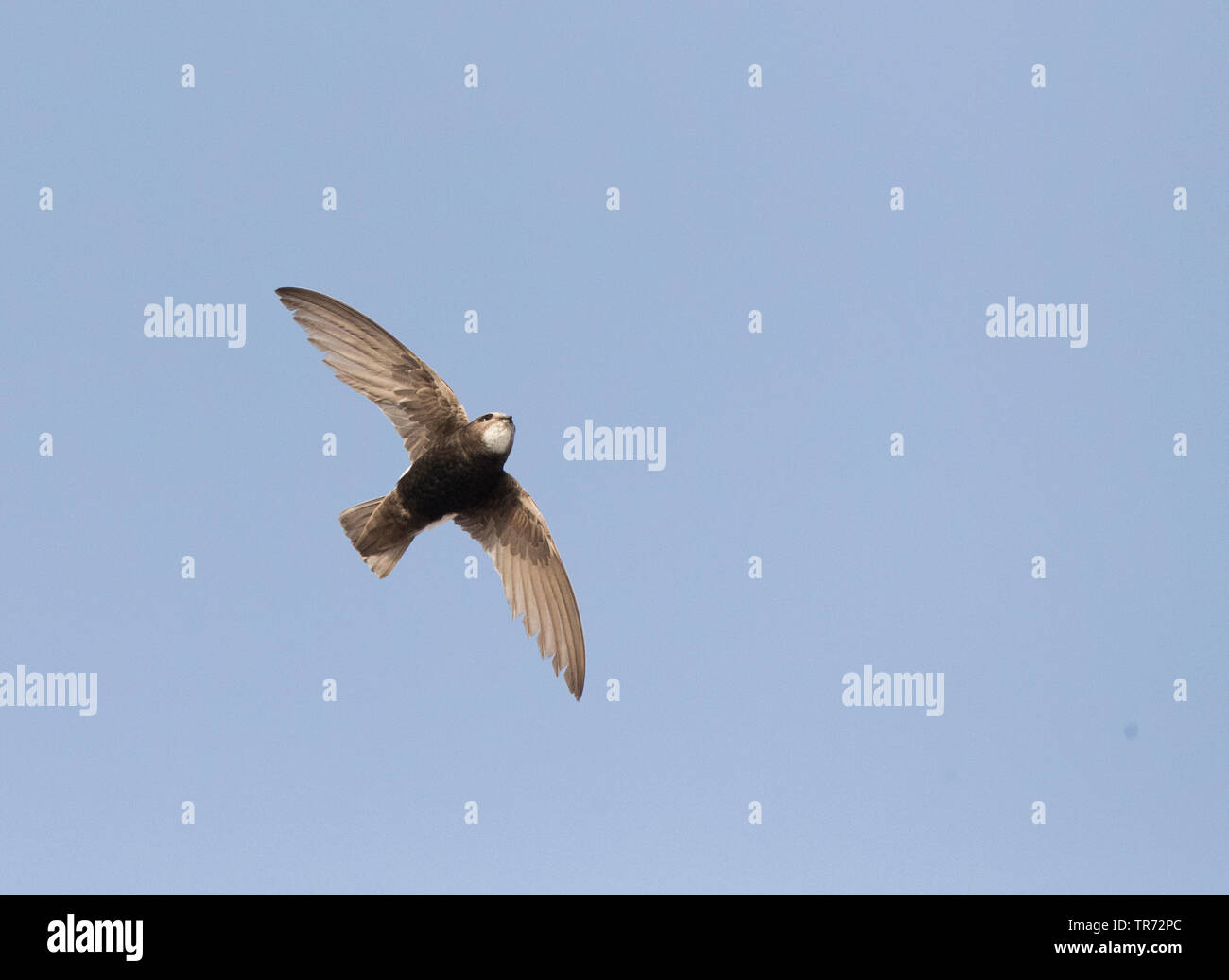 House swift (Apus affinis), in flight, Spain, Andalusia, Chipiona Stock ...