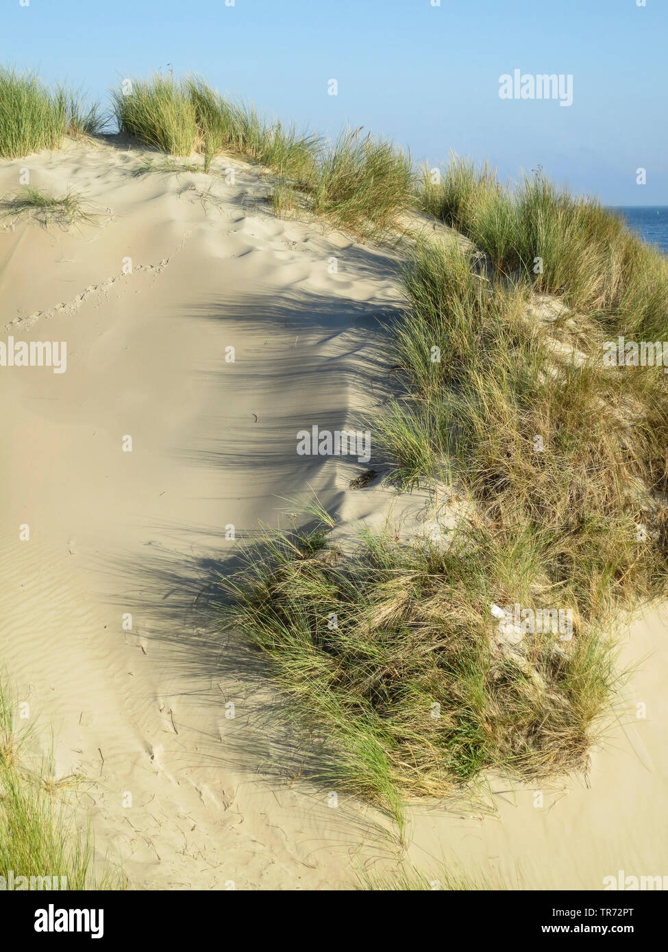 beach grass, European beachgrass, marram grass, psamma, sea sand-reed ...
