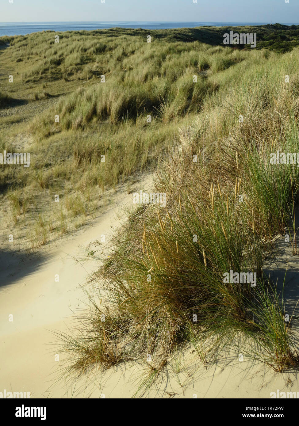 beach grass, European beachgrass, marram grass, psamma, sea sand-reed ...