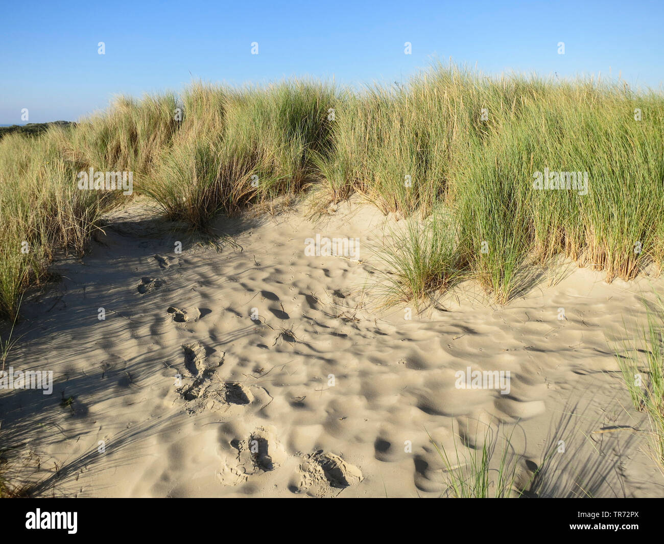 beach grass, European beachgrass, marram grass, psamma, sea sand-reed ...