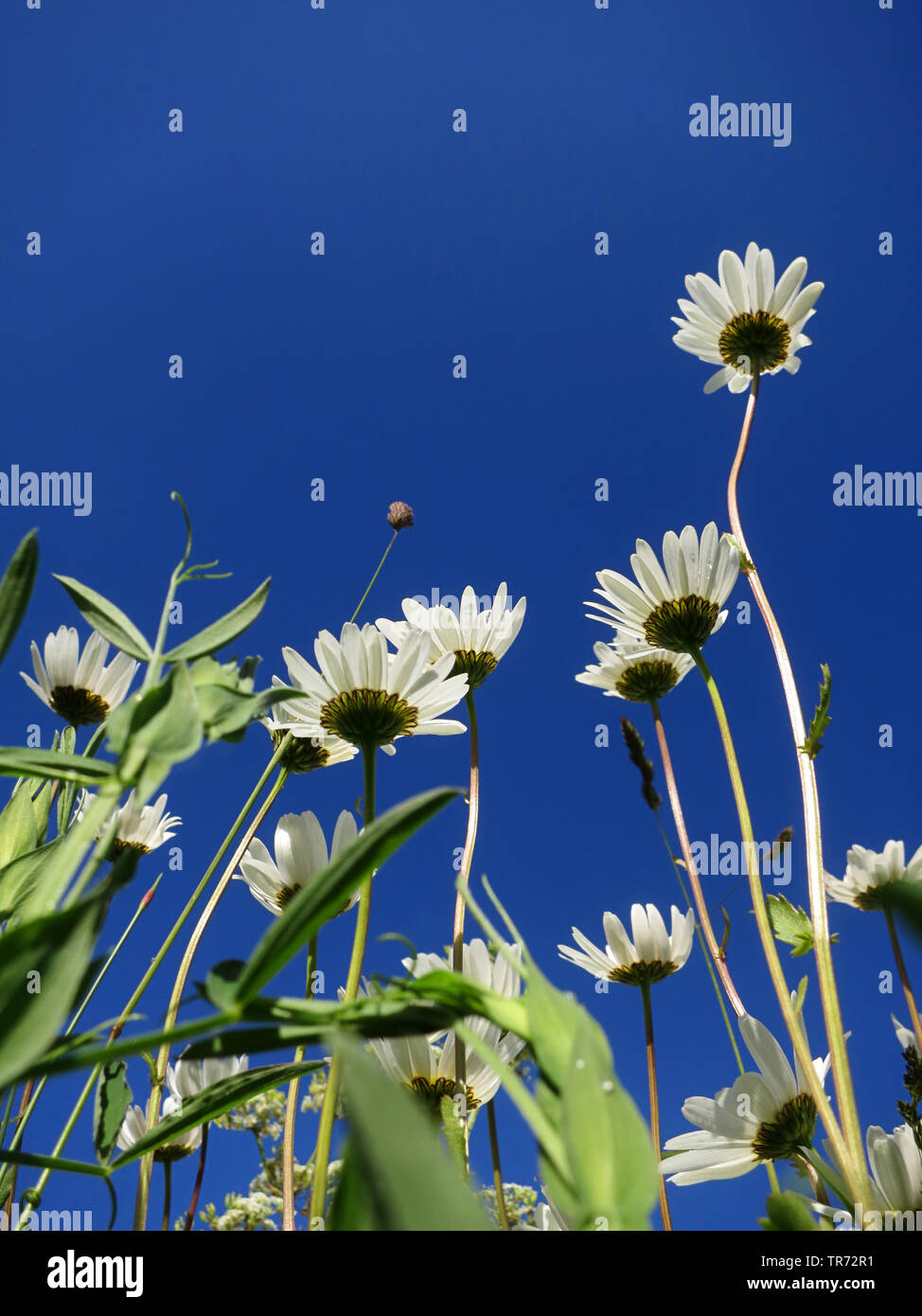 Dog eye worms hi-res stock photography and images - Alamy