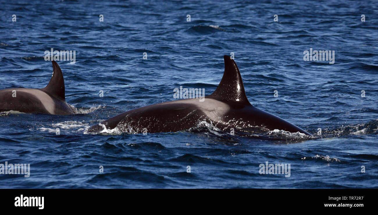 orca, great killer whale, grampus (Orcinus orca), swimming, United ...