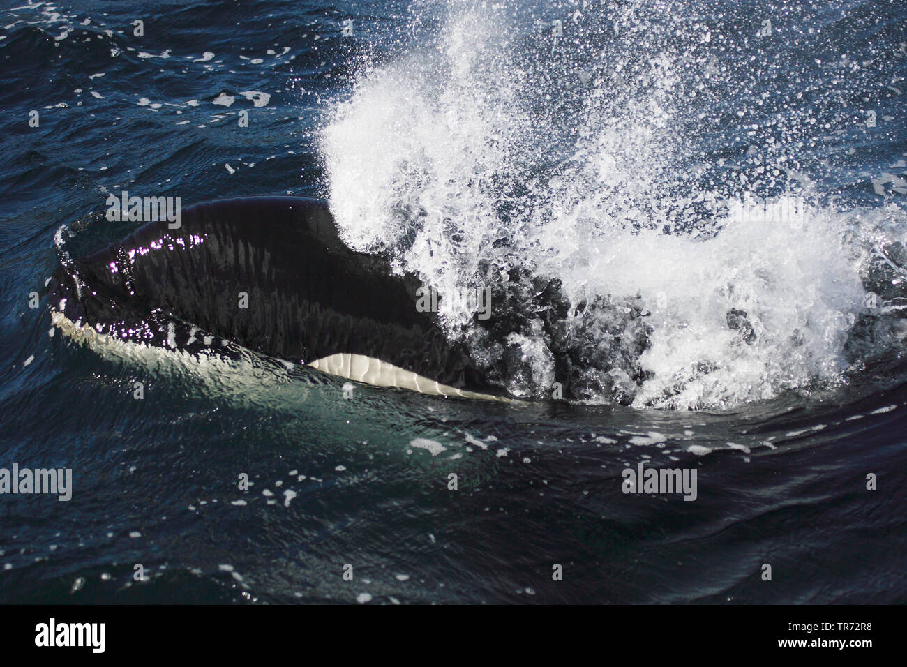 orca, great killer whale, grampus (Orcinus orca), swimming, United ...