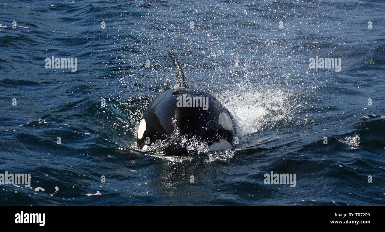 orca, great killer whale, grampus (Orcinus orca), swimming, United ...