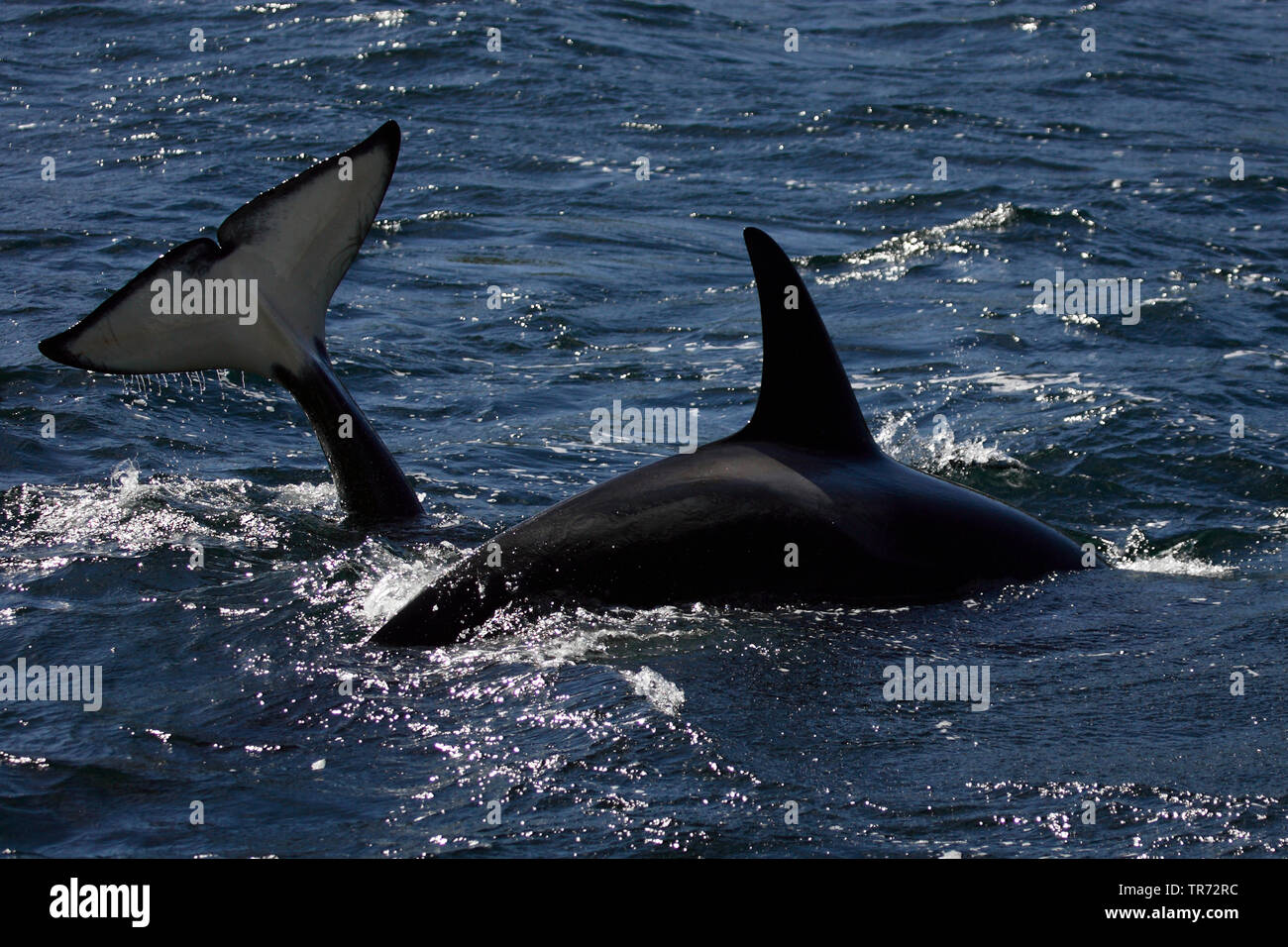 orca, great killer whale, grampus (Orcinus orca), swimming, United ...