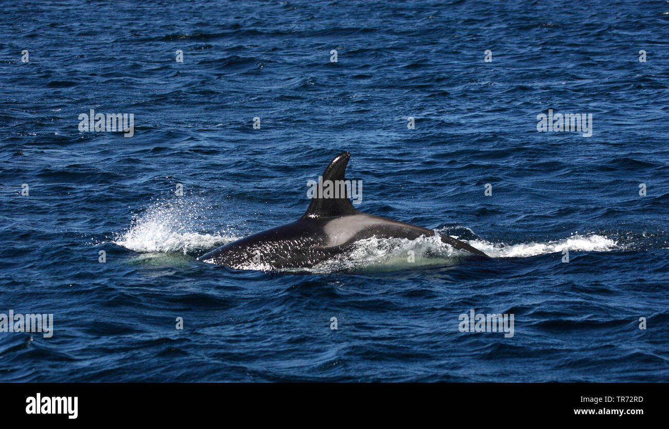 orca, great killer whale, grampus (Orcinus orca), swimming, United ...