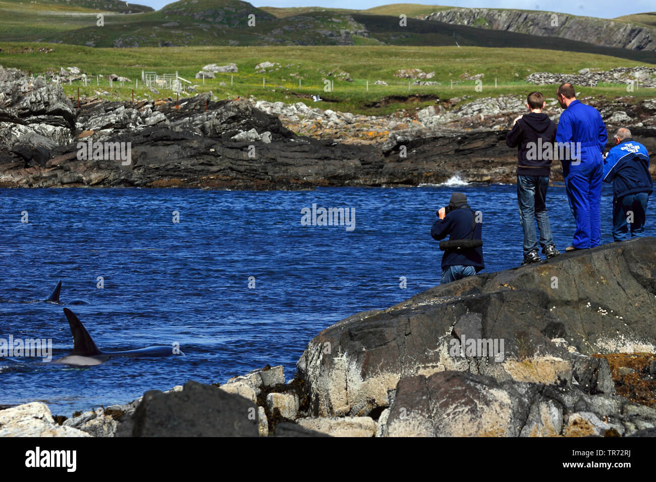 Orca watching scotland hi-res stock photography and images - Alamy