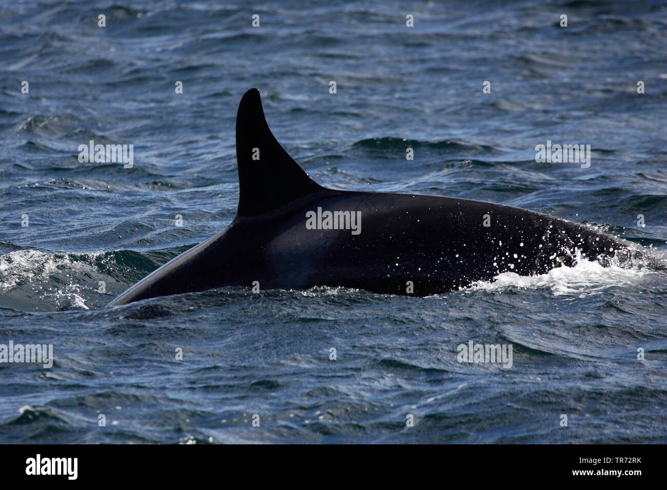 orca, great killer whale, grampus (Orcinus orca), swimming, United ...
