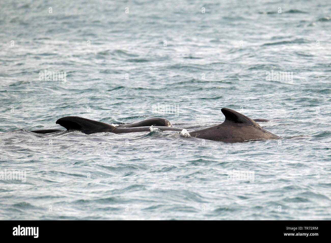 Long finned pilot whale pothead whale hi-res stock photography and ...