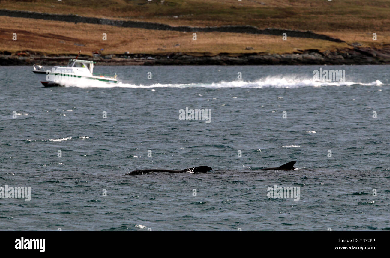 long-finned pilot whale, pothead whale, caaing whale, longfin pilot ...