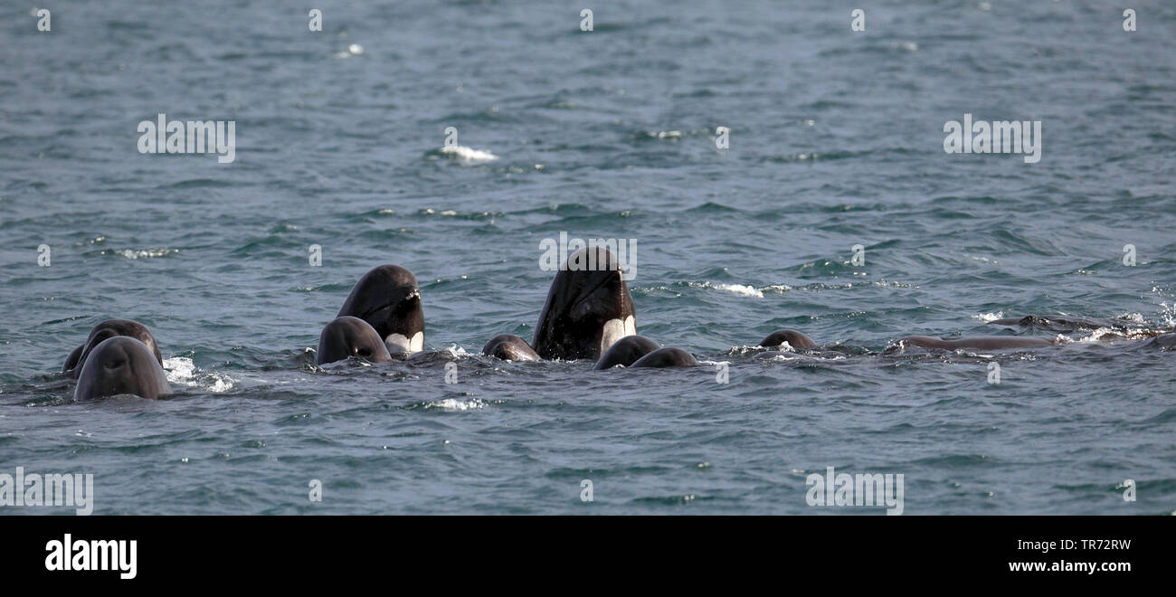 long-finned pilot whale, pothead whale, caaing whale, longfin pilot ...