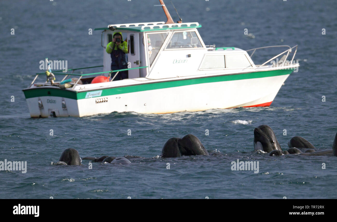long-finned pilot whale, pothead whale, caaing whale, longfin pilot ...