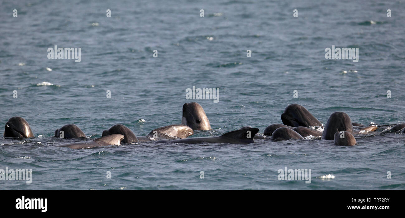 long-finned pilot whale, pothead whale, caaing whale, longfin pilot ...