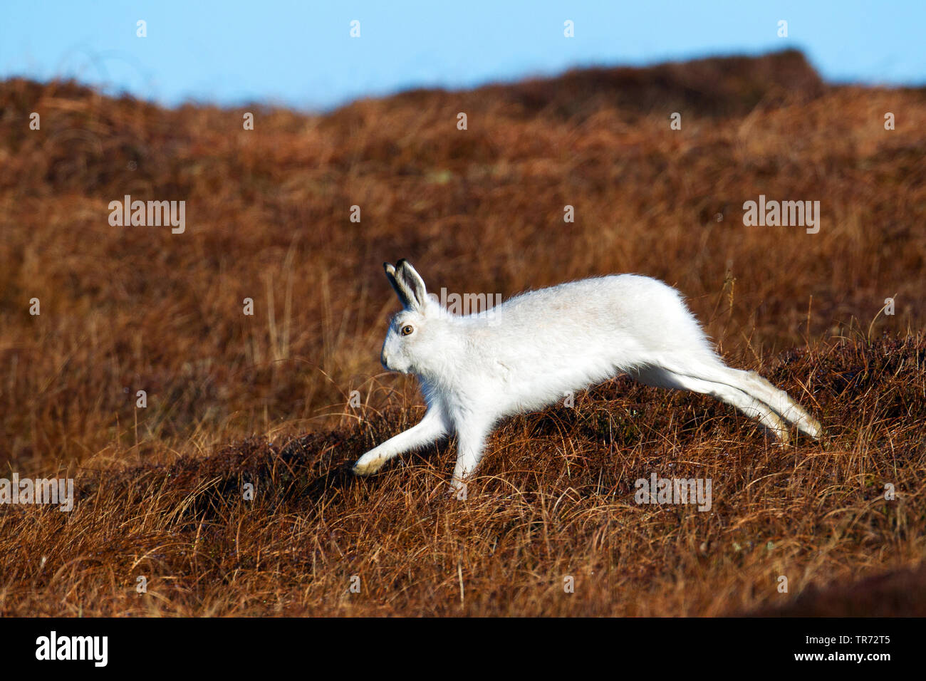 blue hare, mountain hare, white hare, Eurasian Arctic hare (Lepus ...