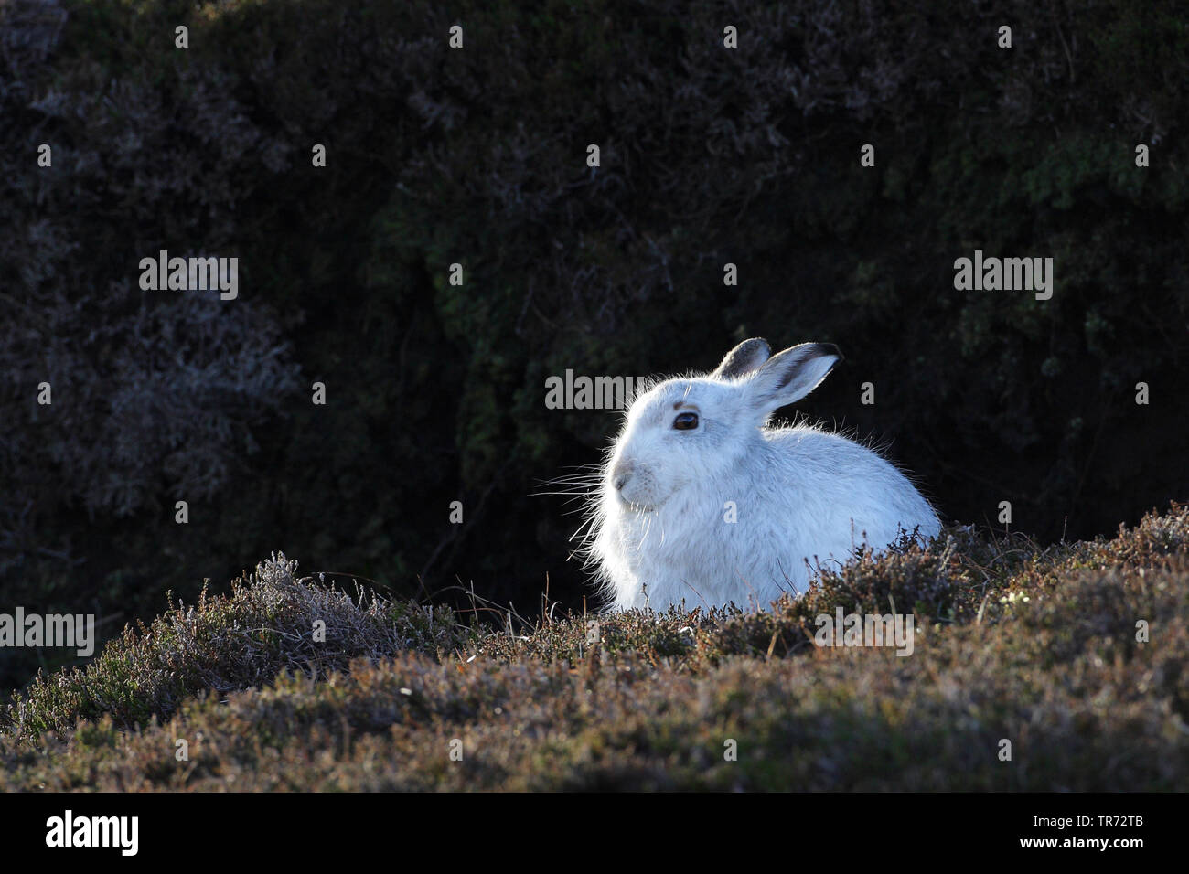 blue hare, mountain hare, white hare, Eurasian Arctic hare (Lepus ...