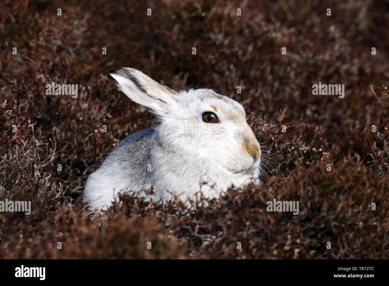 blue hare, mountain hare, white hare, Eurasian Arctic hare (Lepus ...