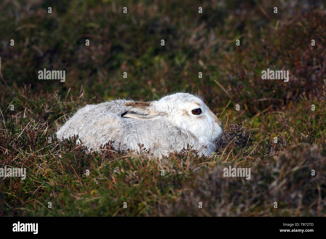 blue hare, mountain hare, white hare, Eurasian Arctic hare (Lepus ...