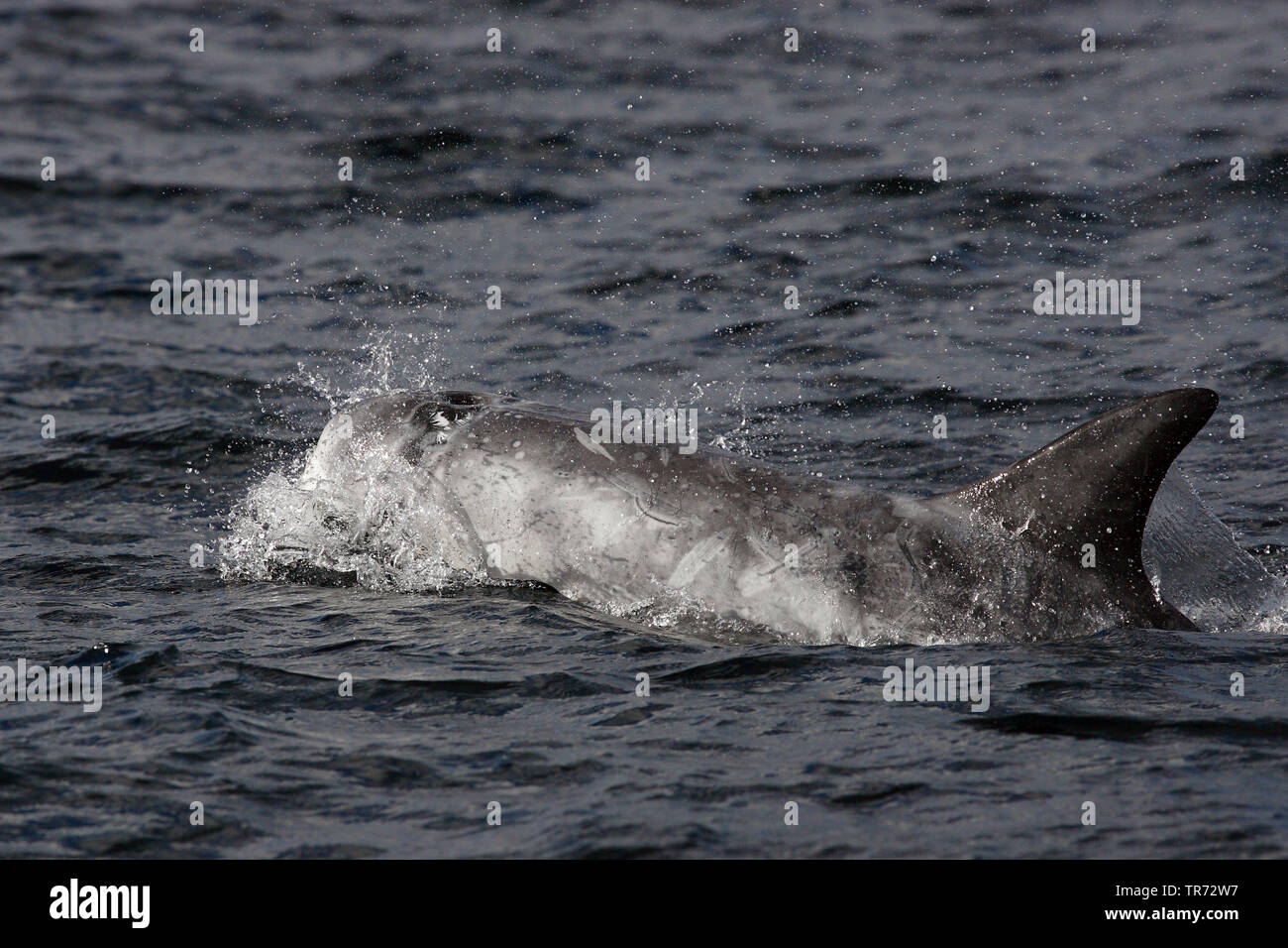 Risso’s Dolphin Uk High Resolution Stock Photography and Images - Alamy