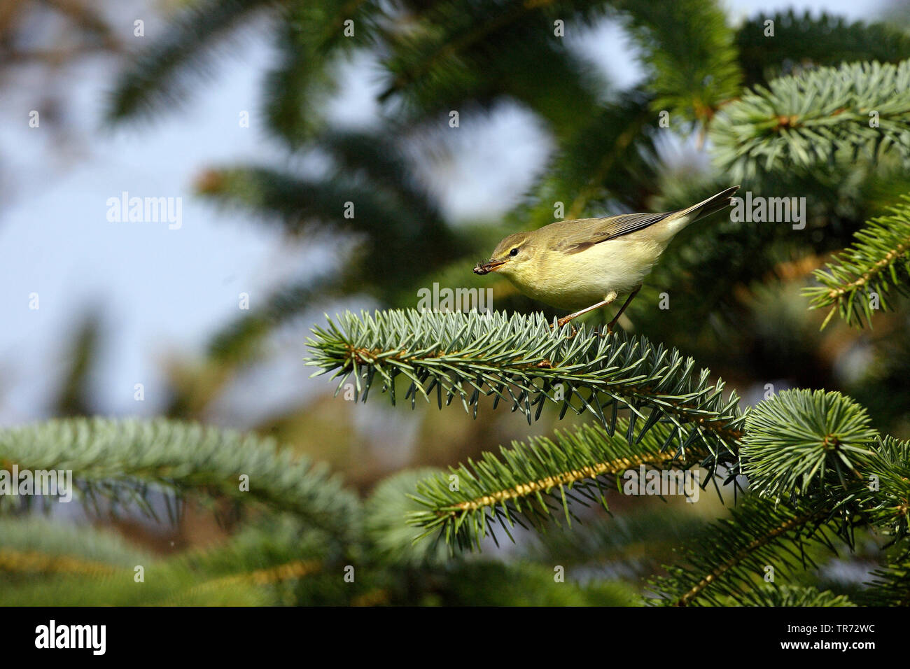 willow warbler (Phylloscopus trochilus), during autumn migration on the ...