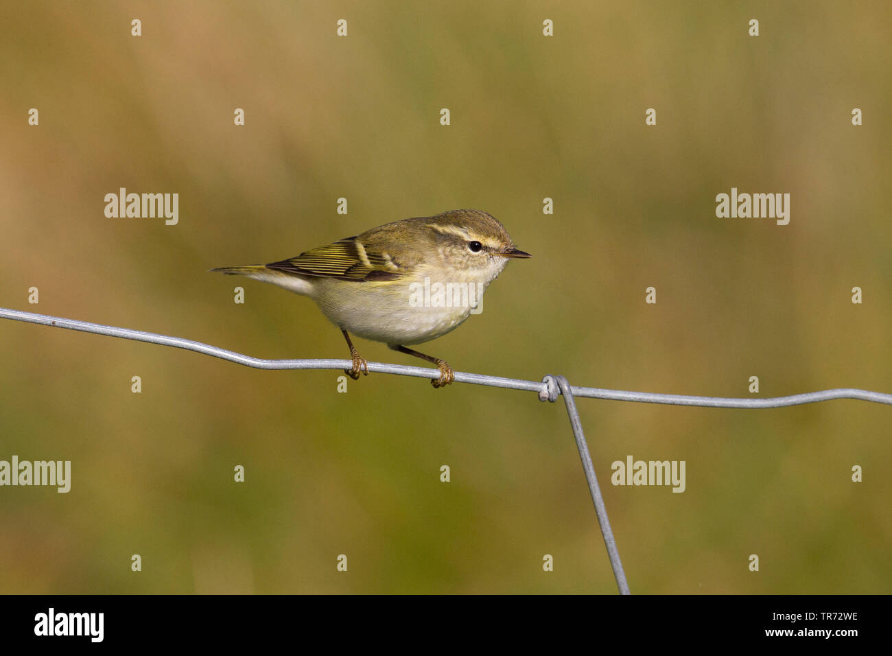 yellow-browed warbler (Phylloscopus inornatus), during autumn migration ...