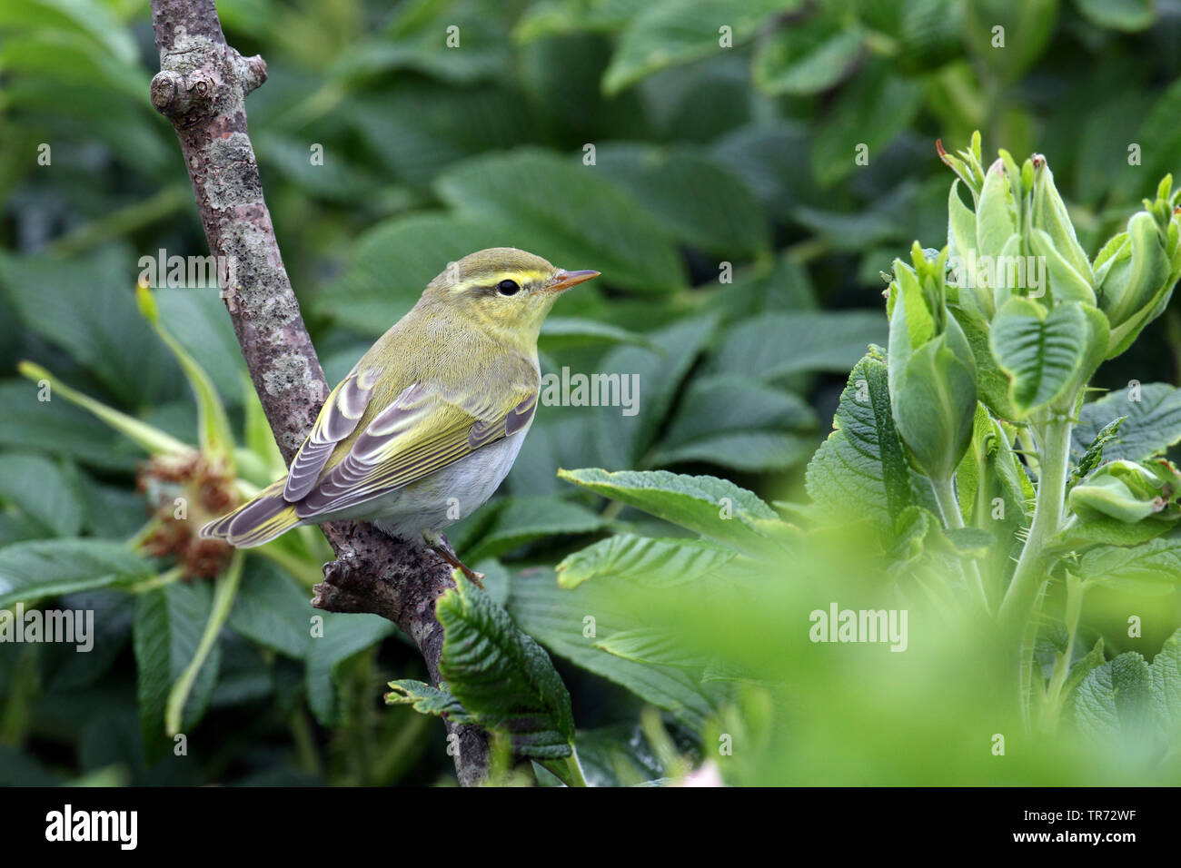 wood warbler (Phylloscopus sibilatrix), during migration on the ...