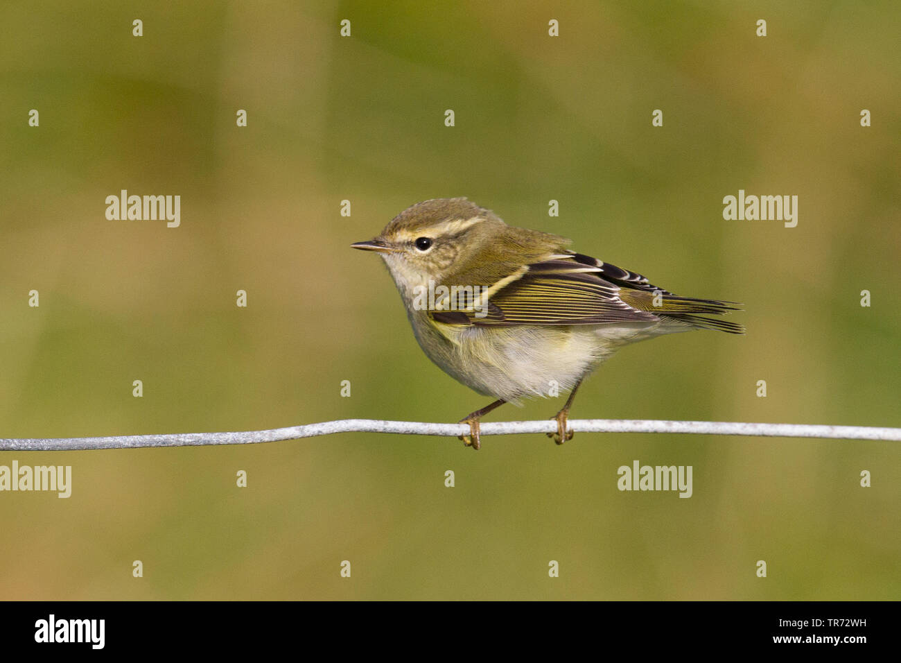 yellow-browed warbler (Phylloscopus inornatus), during autumn migration ...
