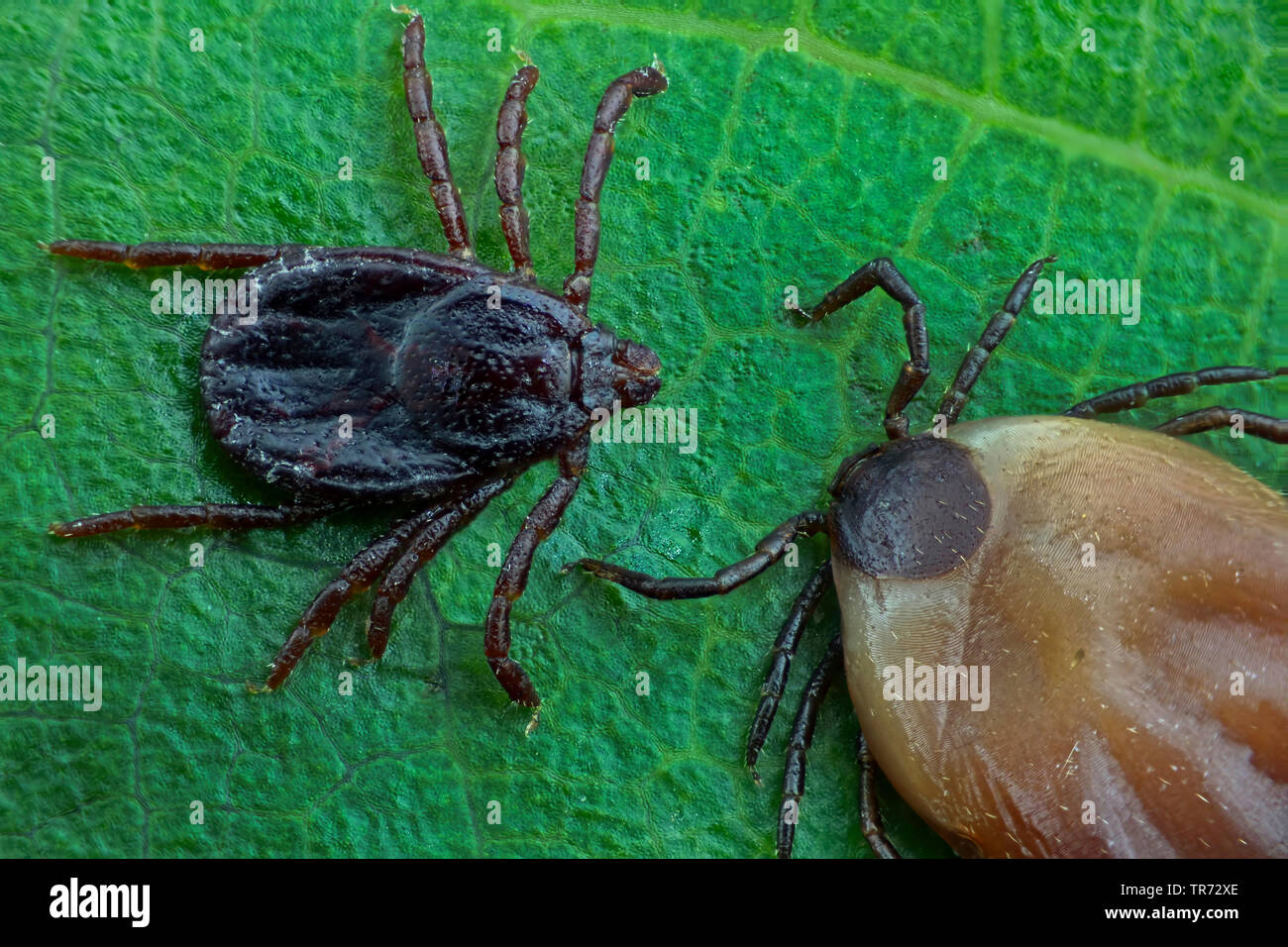 European castor bean tick, European sheep tick (Ixodes ricinus), ticks ...