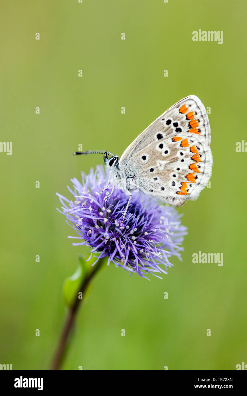 brown argus (Aricia agestis), female, Germany, Eifel Stock Photo - Alamy