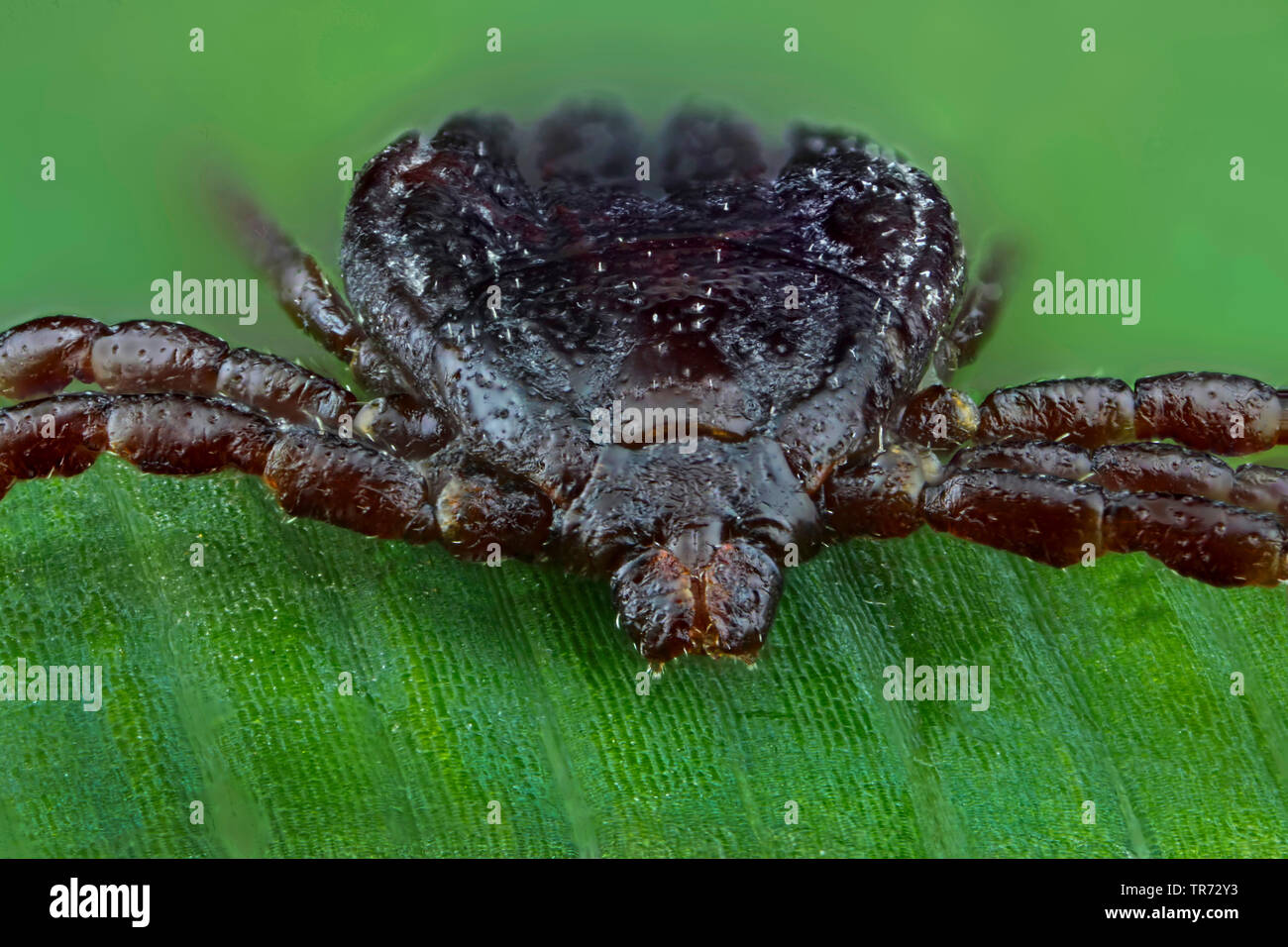 European castor bean tick, European sheep tick (Ixodes ricinus), on a ...