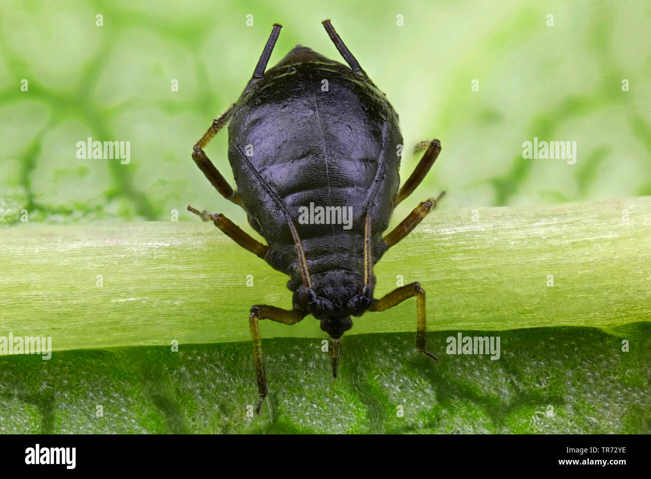 Aphids insects hi-res stock photography and images - Alamy