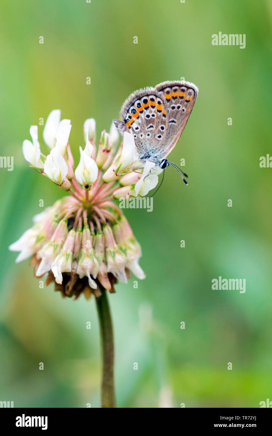 Silver-studded blue (Plebejus argus, Plebeius argus), at Trifolium ...