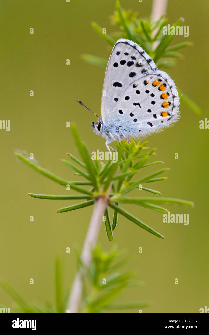 Eastern baton blue (Pseudophilotes vicrama), male at Galium verum ...