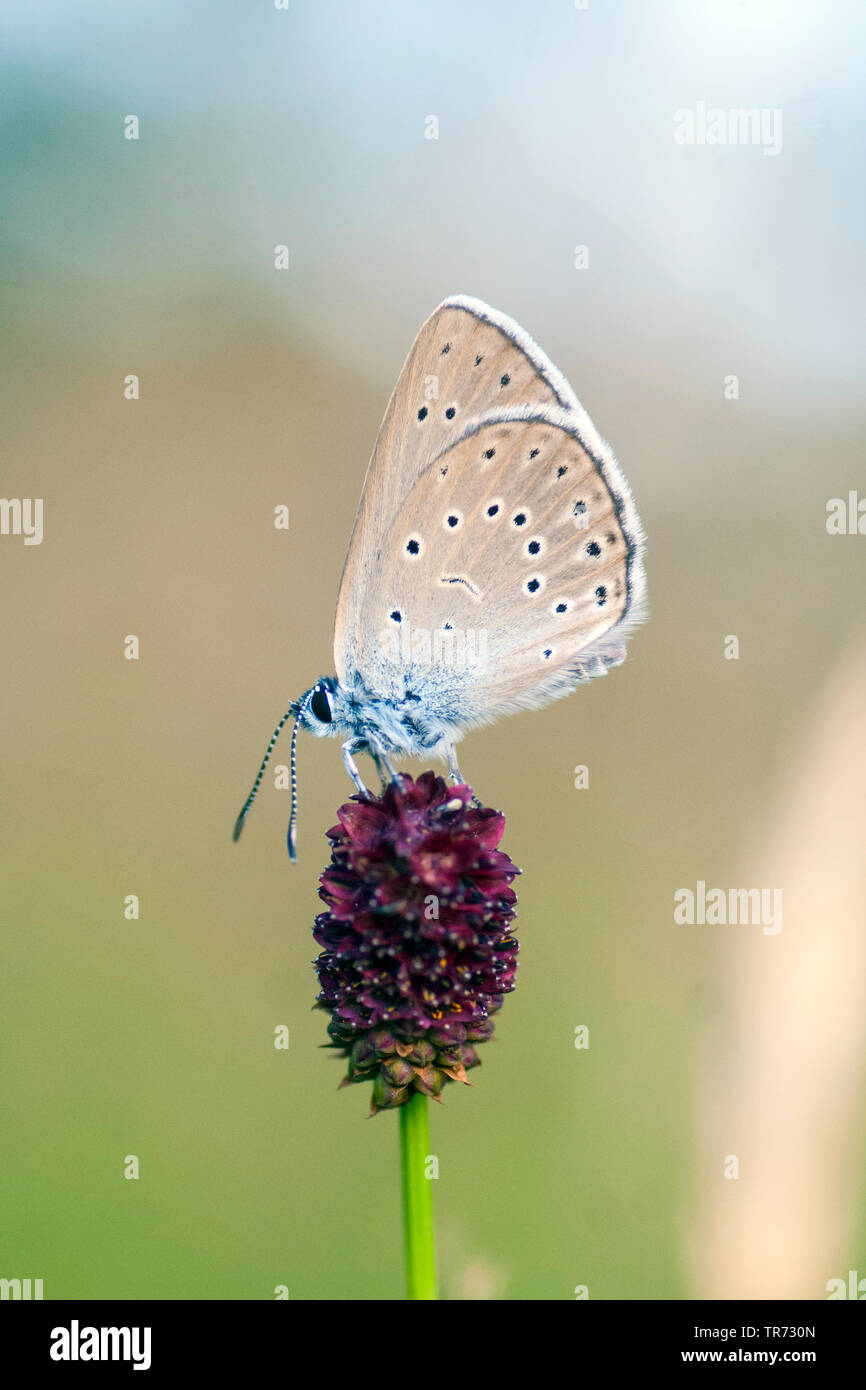 Maculinea teleius hi-res stock photography and images - Alamy