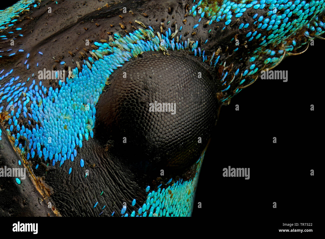 snout beetles, weevils (Eupholus linnei), eye, macro shot, Germany ...