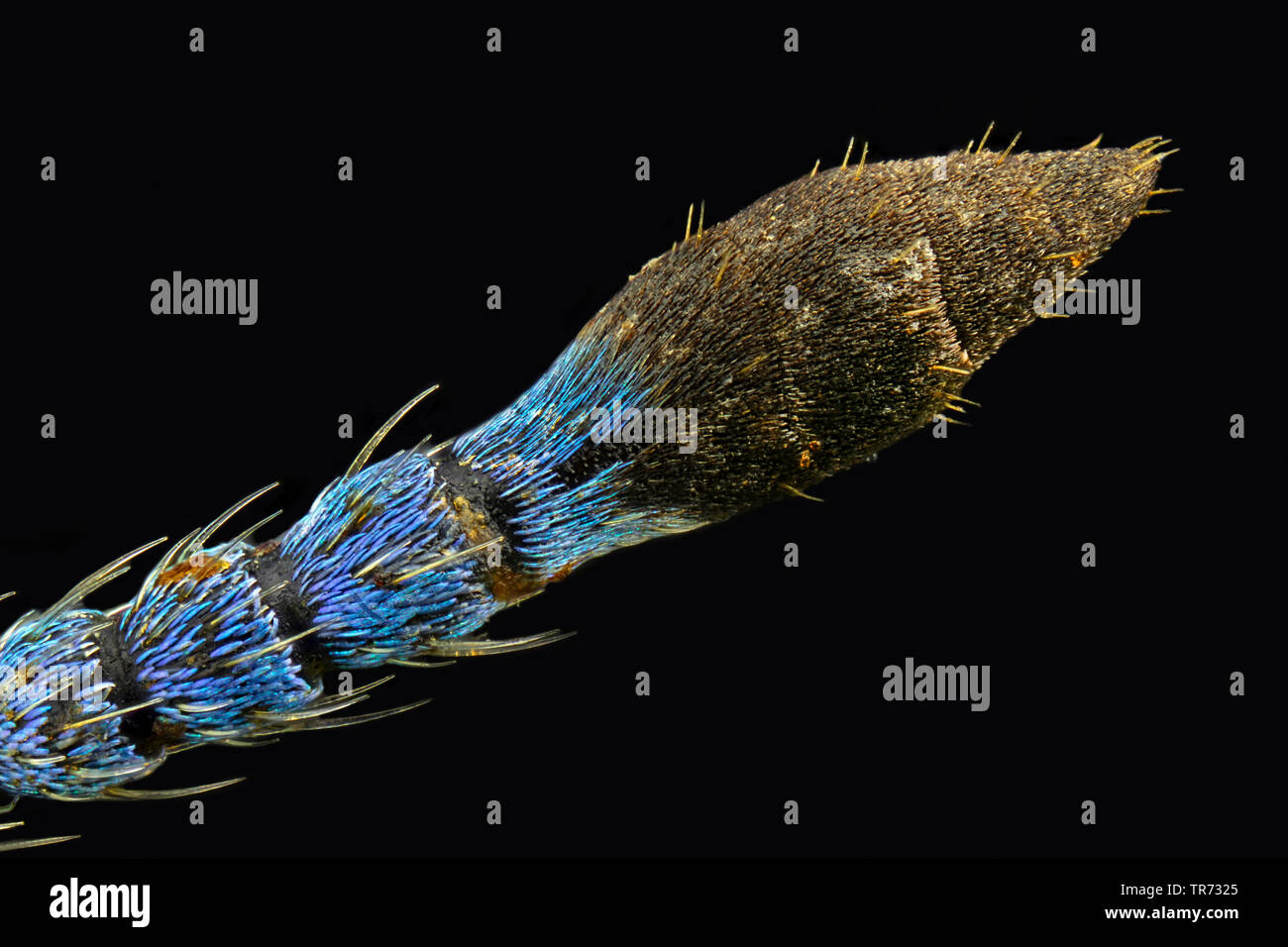 snout beetles, weevils (Eupholus linnei), antenna, macro shot, Germany ...