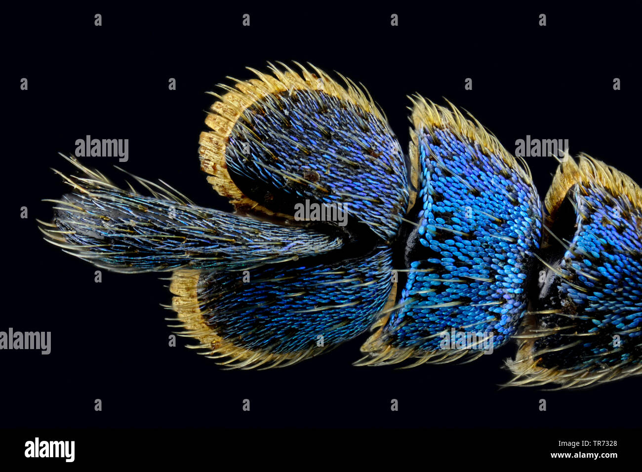 Extreme close up closeup macro hi-res stock photography and images - Alamy