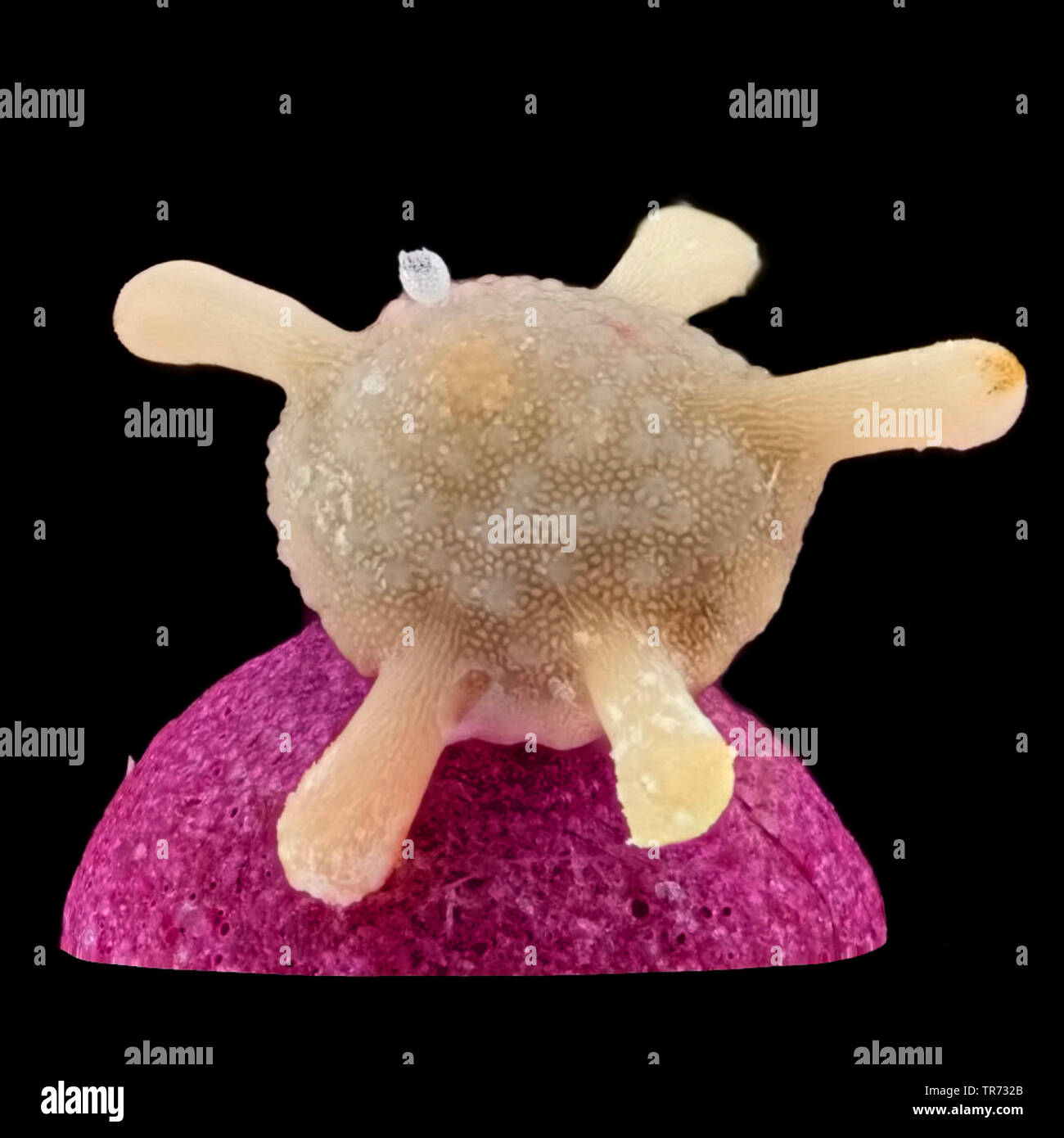 foraminiferans, forams (Foraminiferida), Calcarina of Japan, foram on a ...