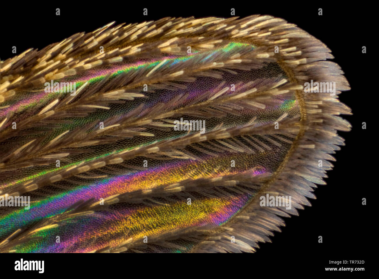 Culicidae Wing
