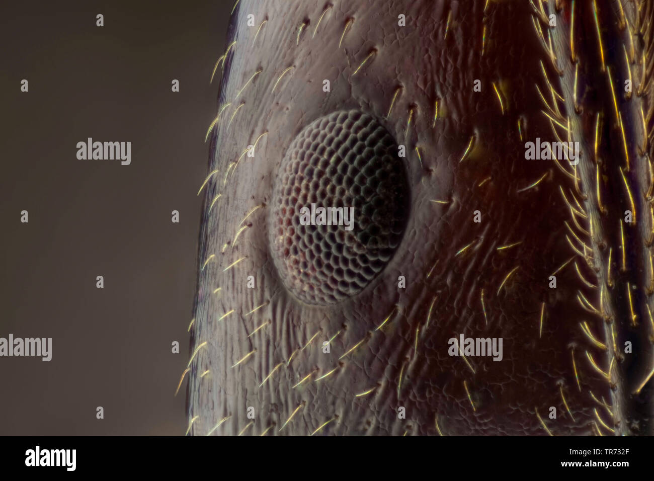 Ants eye view hi-res stock photography and images - Alamy