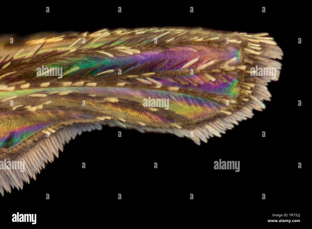 Closeup wing hi-res stock photography and images - Alamy