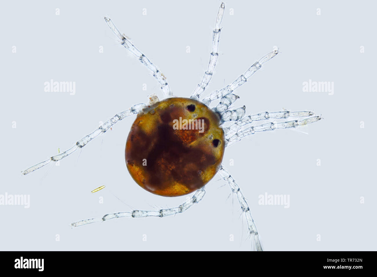 Terrestrial chelicerates mite mites hi-res stock photography and images ...