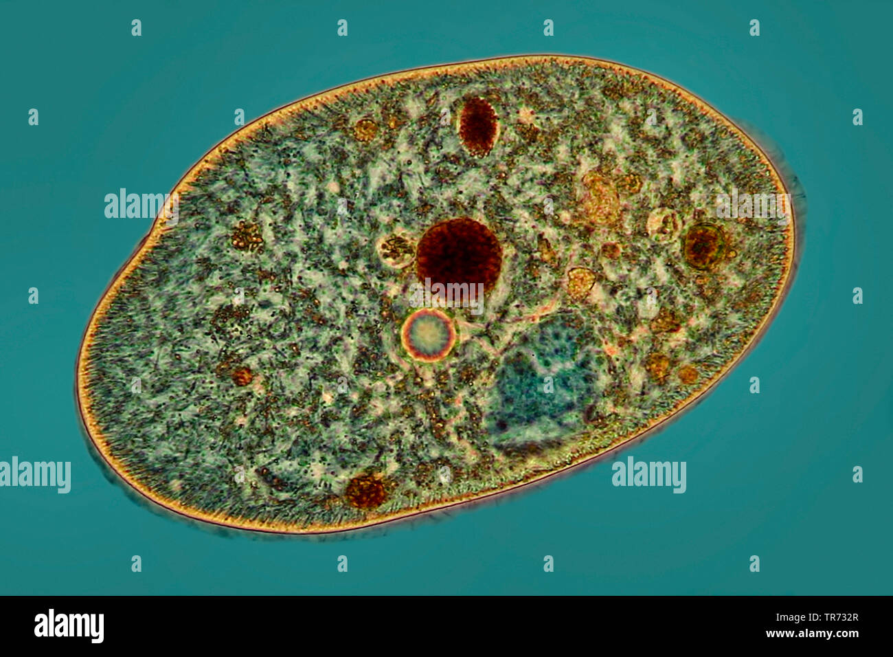 Paramecium Microscope