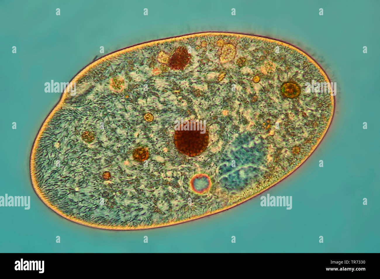 Interphaco hi-res stock photography and images - Alamy