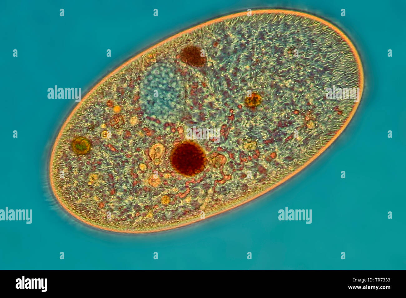 Paramecium High Resolution Stock Photography and Images - Alamy