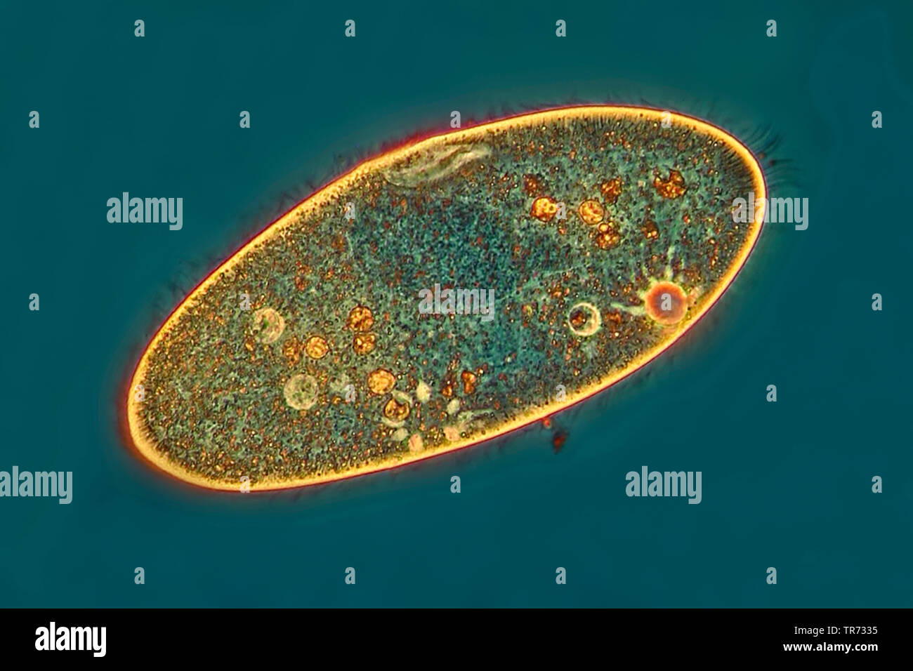slipper animalcules (Paramecium spec.), macro shot, interphaco, Germany ...